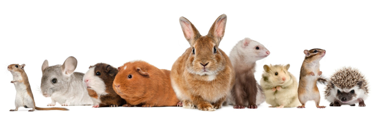 9 Things to Consider Before Buying a Pocket Pet – Sweet Goodbye for Pets