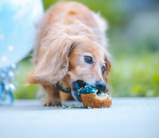 Creating a Bucket List for Your Senior Pets – Sweet Goodbye for Pets