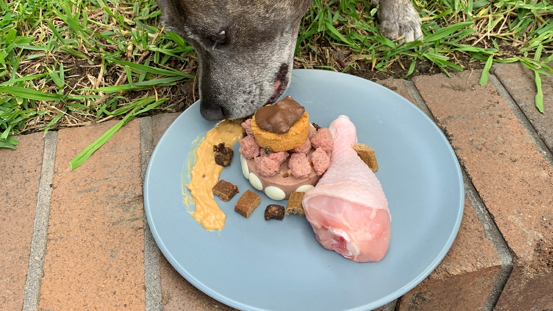 Dog Cake Recipe: Iggy's Drool Worthy Doggo-Cake! – Sweet Goodbye for Pets