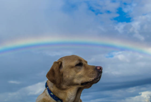 Pet Ashes – 7 Ways to Memorialise Your Pet – Sweet Goodbye for Pets